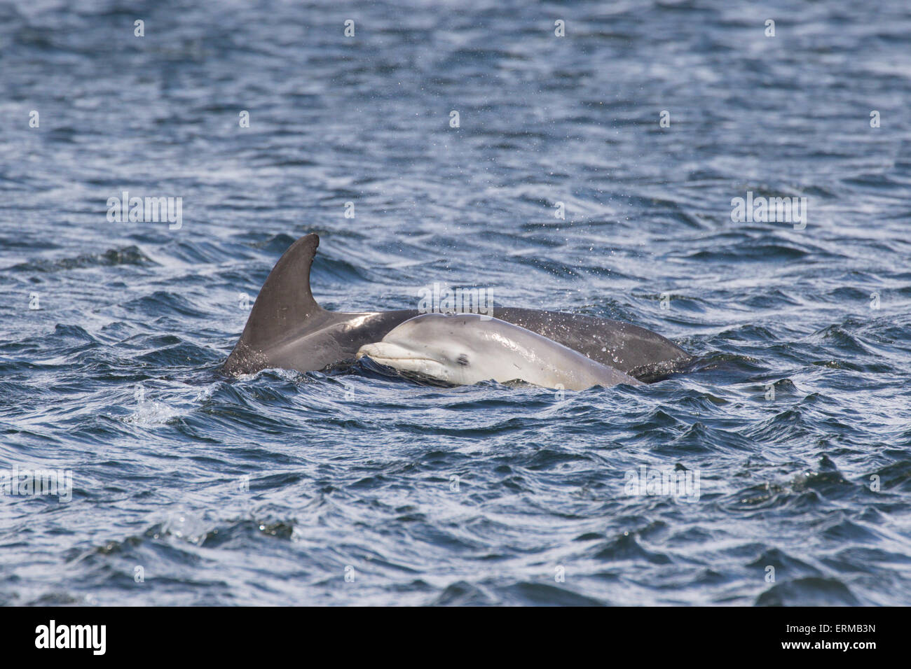 Baby bottenose delfin -Fotos und -Bildmaterial in hoher Auflösung – Alamy