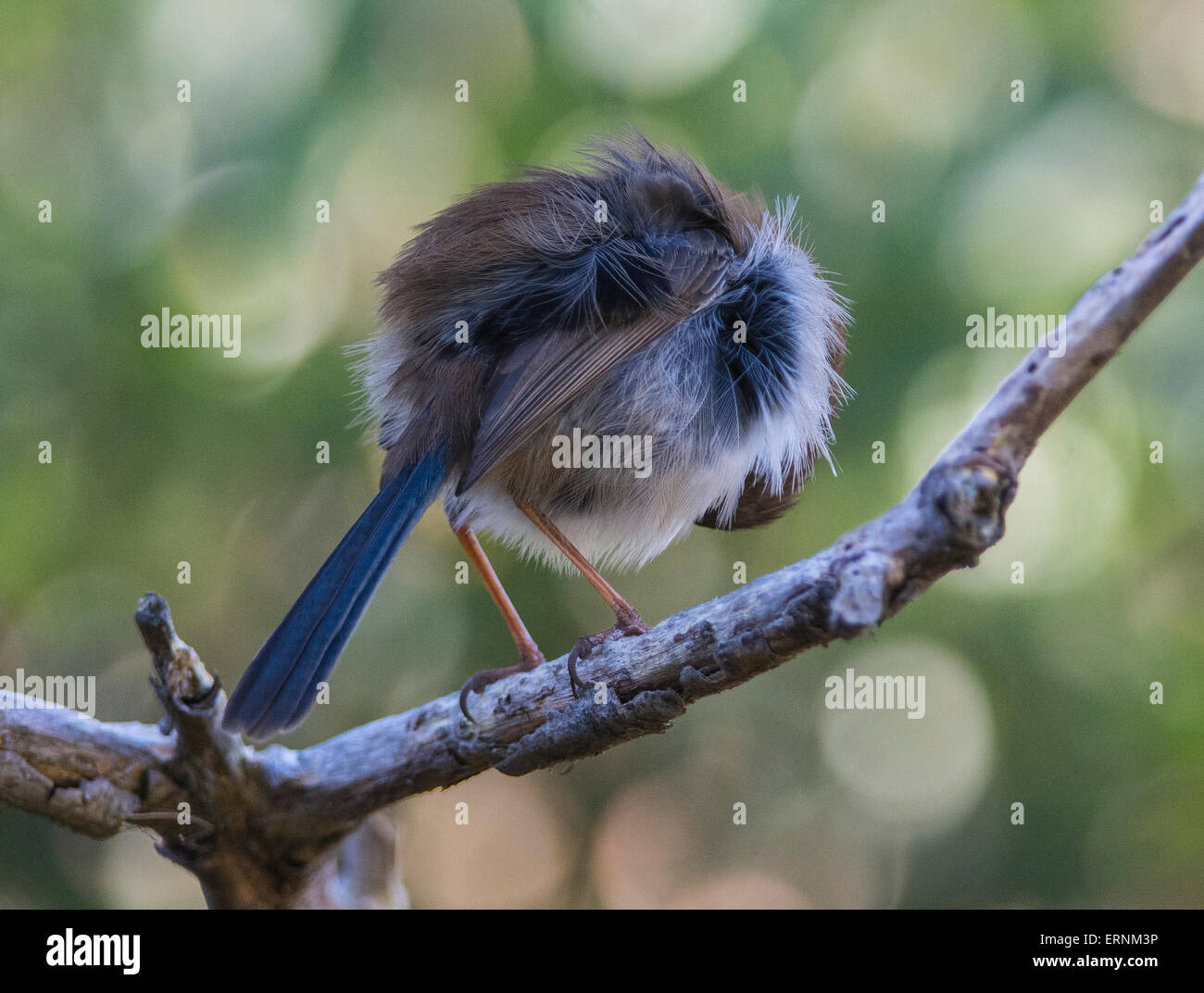 Golfplatz wildtiere -Fotos und -Bildmaterial in hoher Auflösung – Alamy