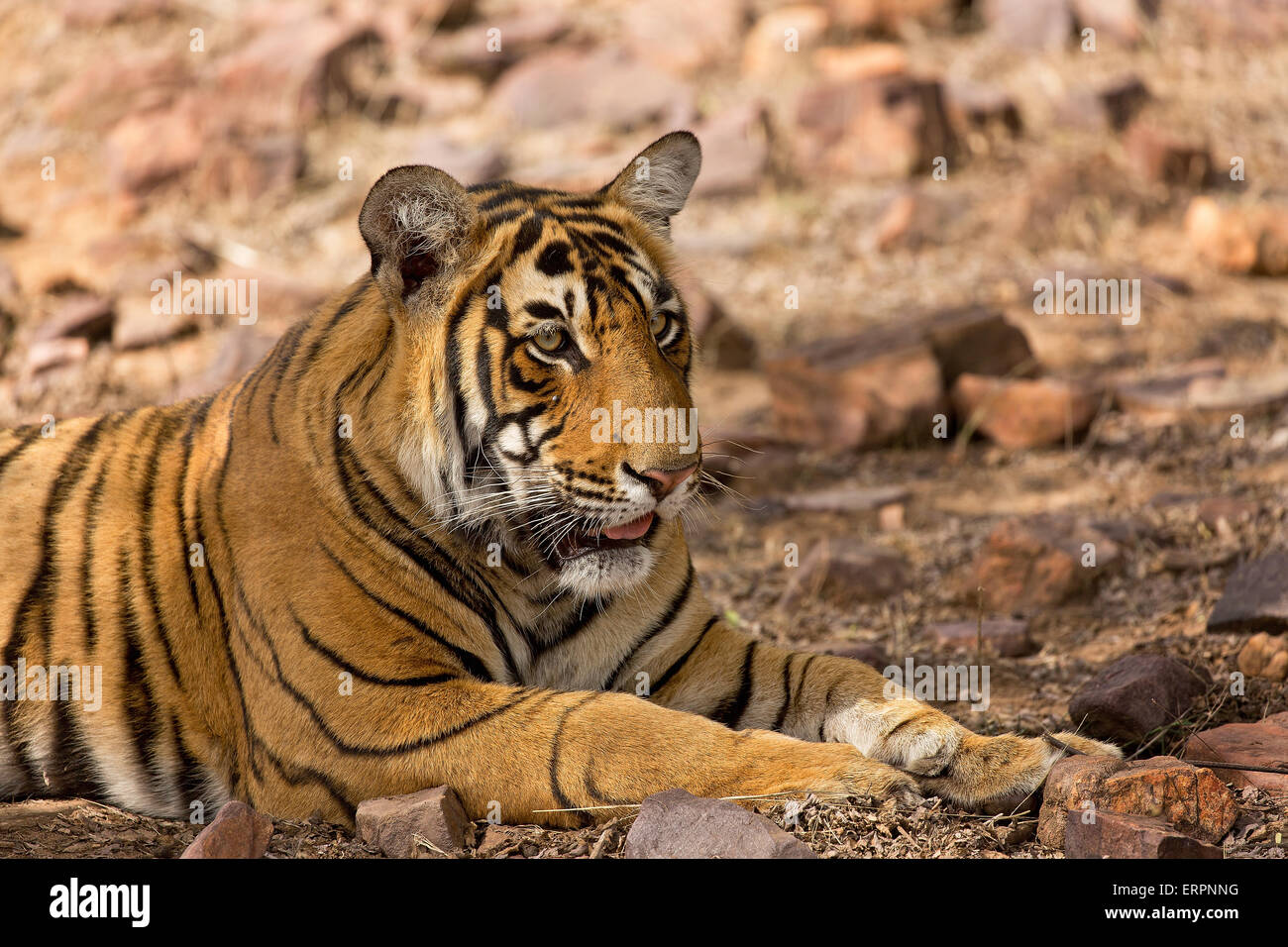 Tiger im schatten -Fotos und -Bildmaterial in hoher Auflösung – Alamy
