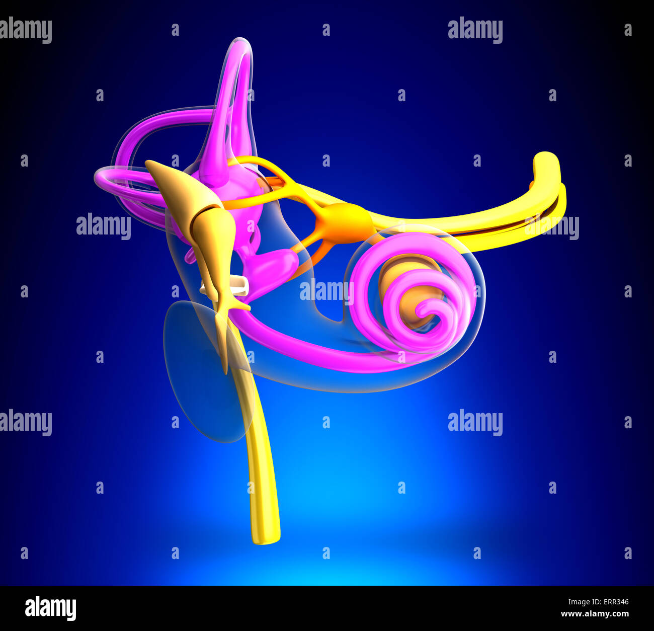 Ohr anatomie -Fotos und -Bildmaterial in hoher Auflösung – Alamy