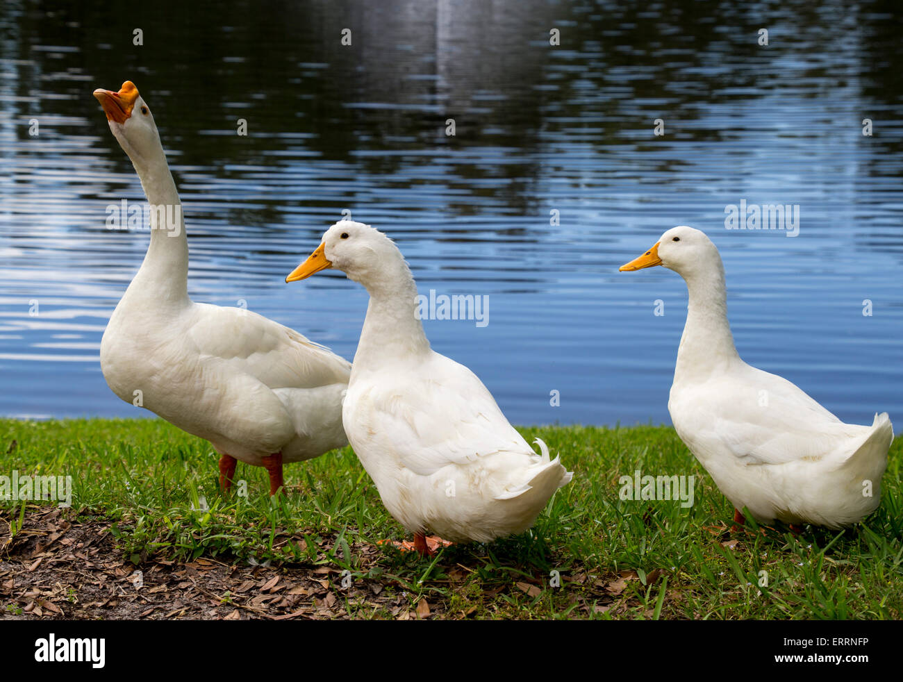 Enten watscheln -Fotos und -Bildmaterial in hoher Auflösung – Alamy