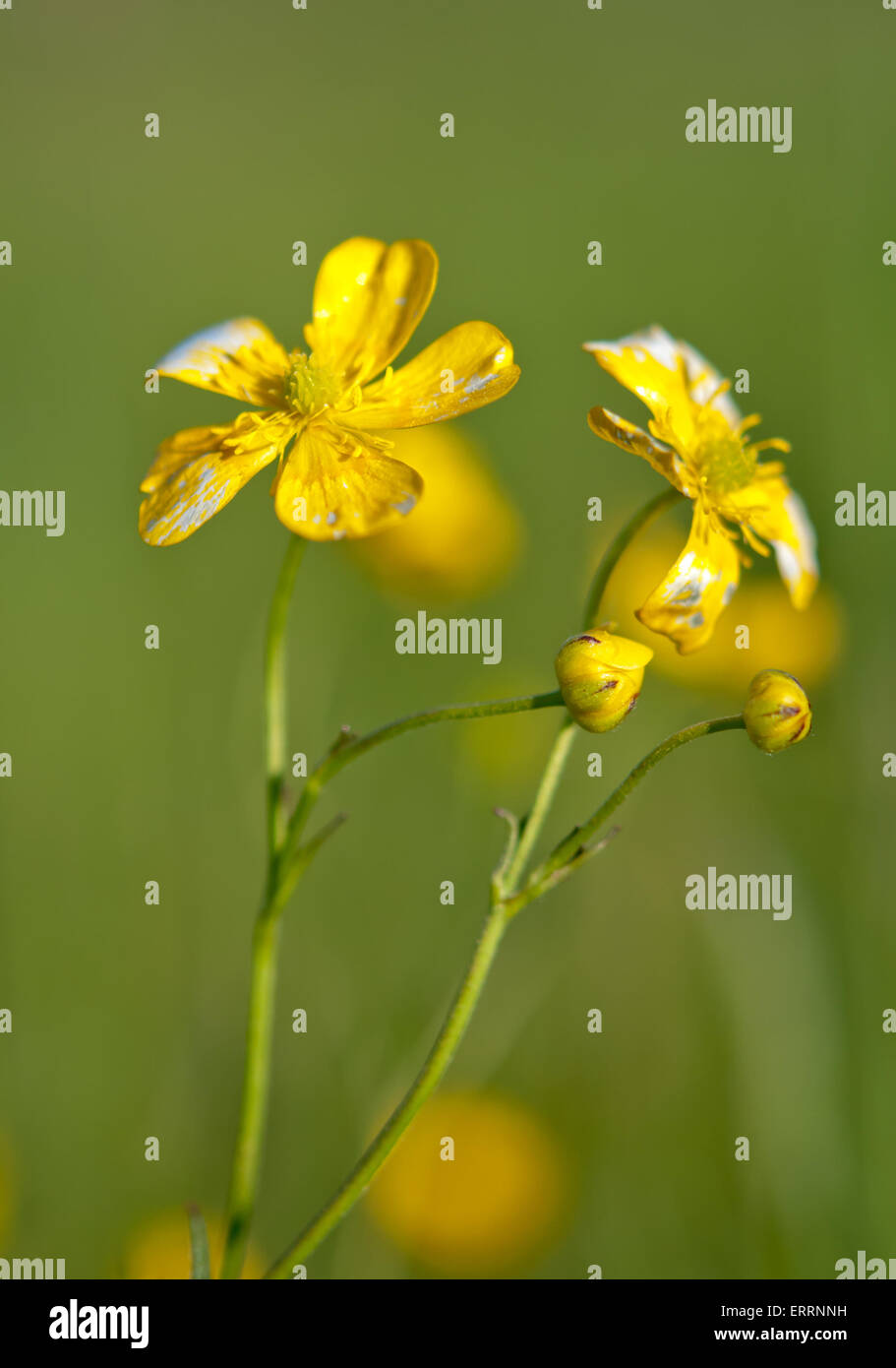 Wildblumen hautnah -Fotos und -Bildmaterial in hoher Auflösung – Alamy