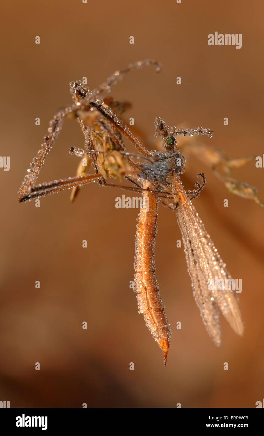 Cranefly tipula paludosa -Fotos und -Bildmaterial in hoher Auflösung ...