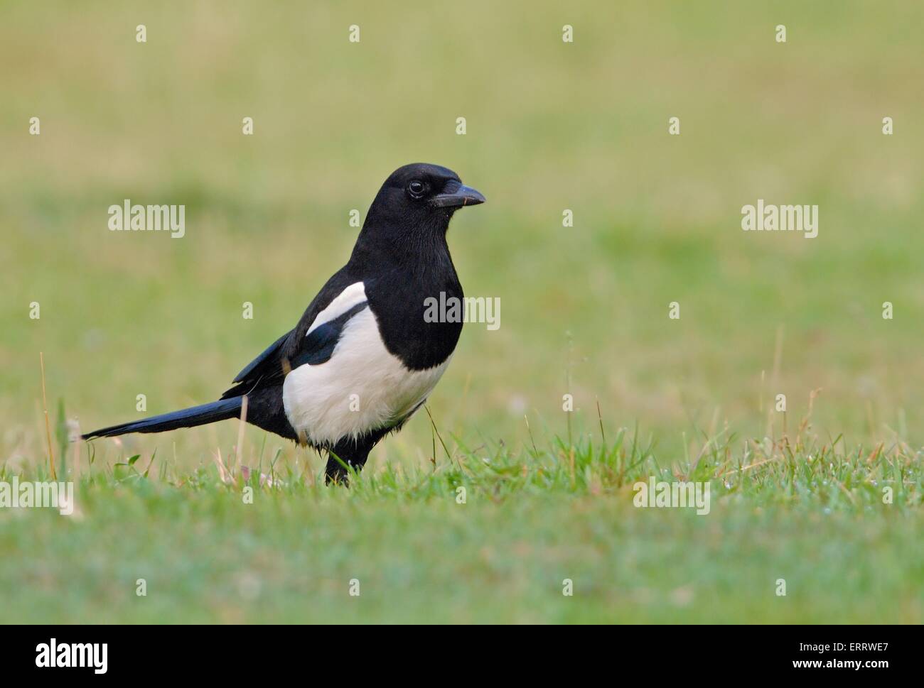 Elster seitenansicht -Fotos und -Bildmaterial in hoher Auflösung – Alamy