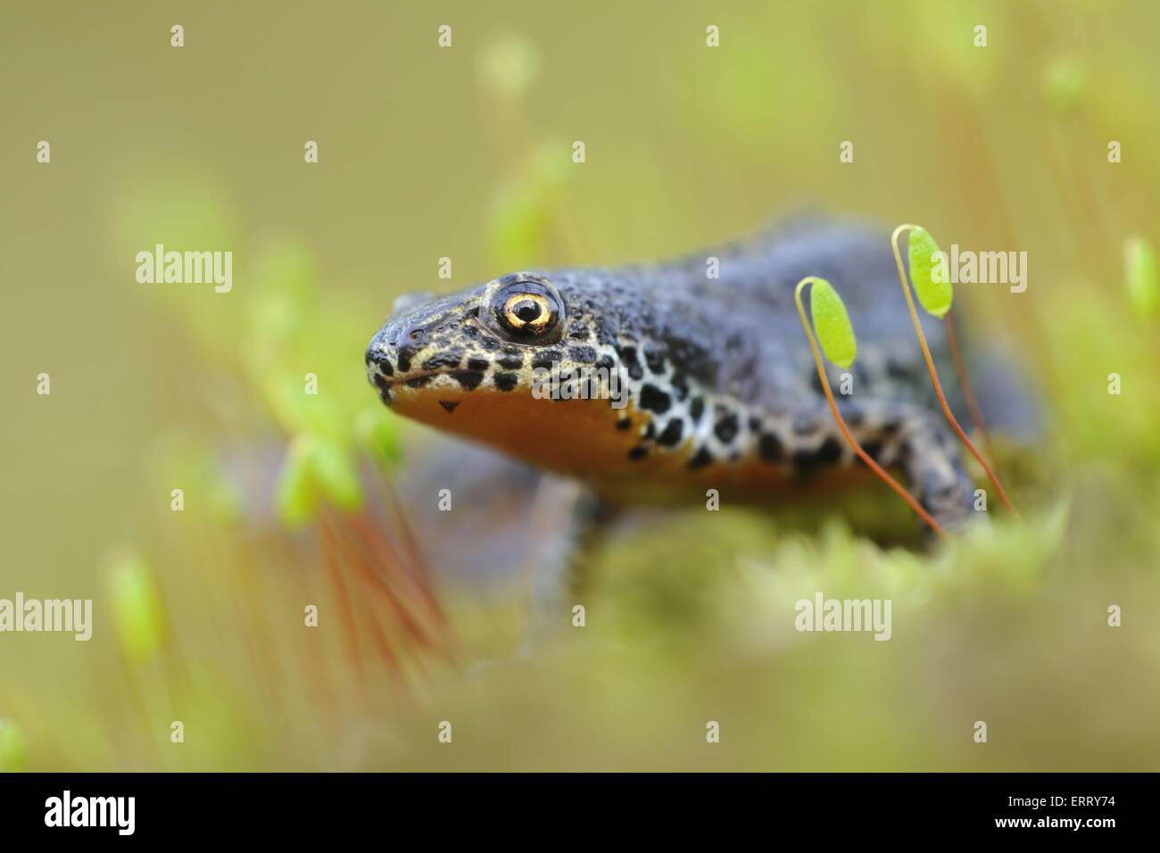 Lissotriton alpestris -Fotos und -Bildmaterial in hoher Auflösung – Alamy