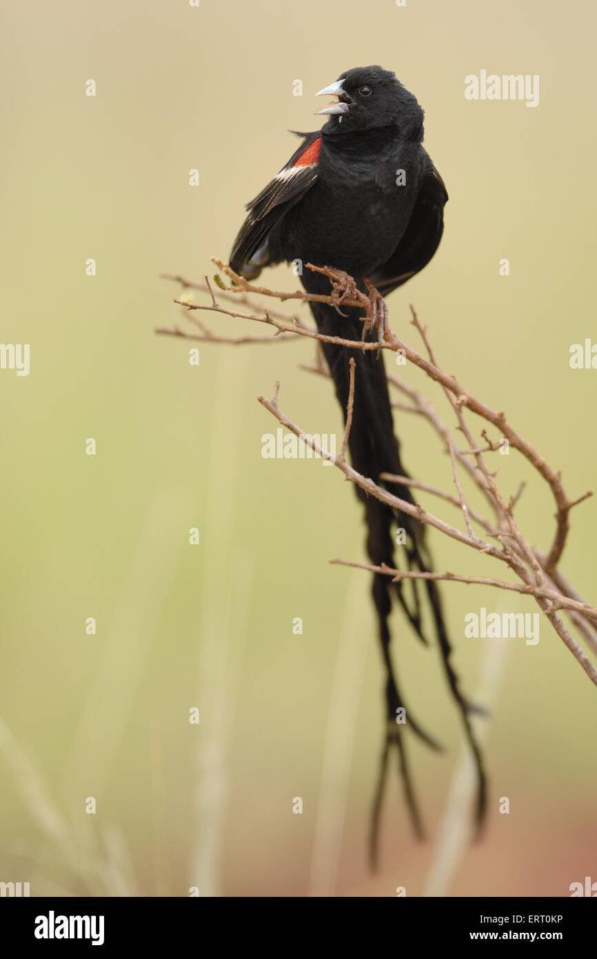 Offene witwe -Fotos und -Bildmaterial in hoher Auflösung – Alamy