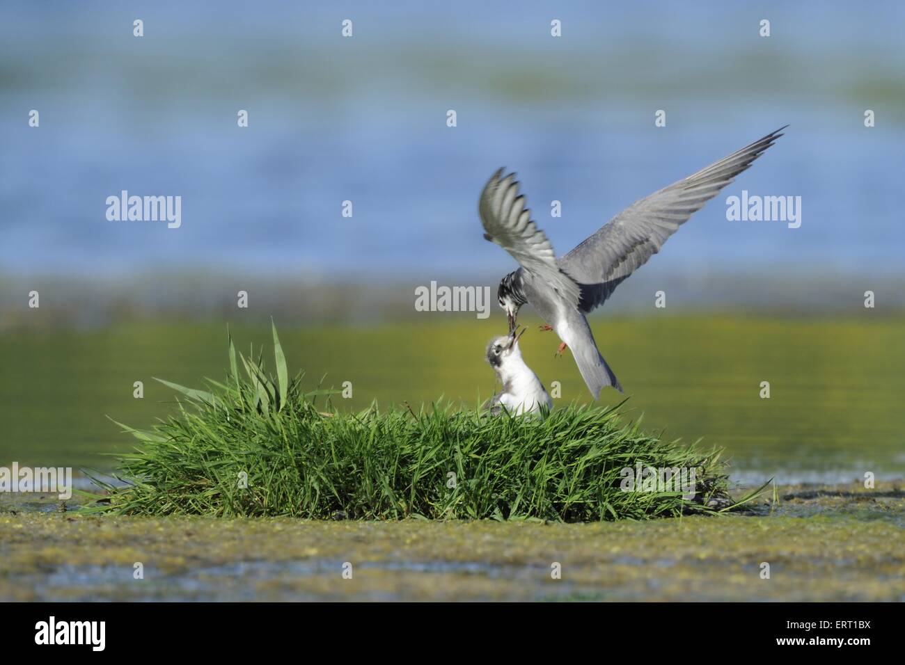 Junge schwalben -Fotos und -Bildmaterial in hoher Auflösung – Alamy