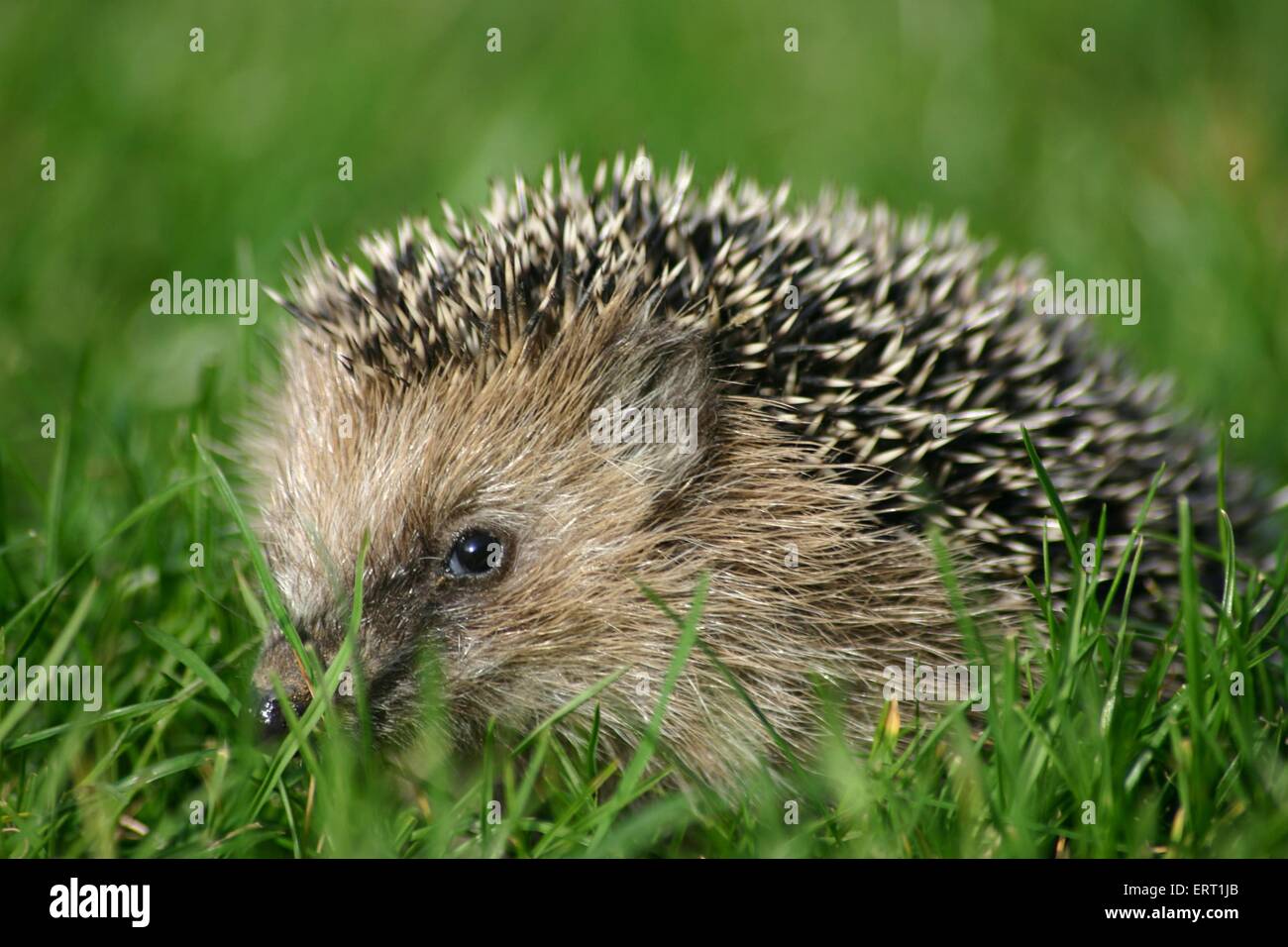 Igel igel -Fotos und -Bildmaterial in hoher Auflösung – Alamy