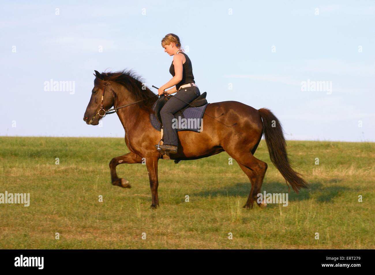 Reiten mit Islandpony Stockfotografie - Alamy