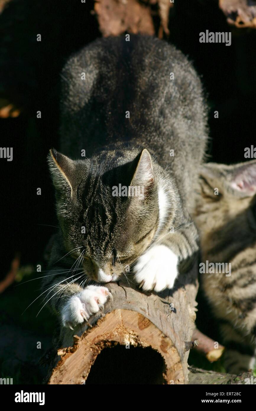 Katzen Kratzen Stockfotos und -bilder Kaufen - Alamy