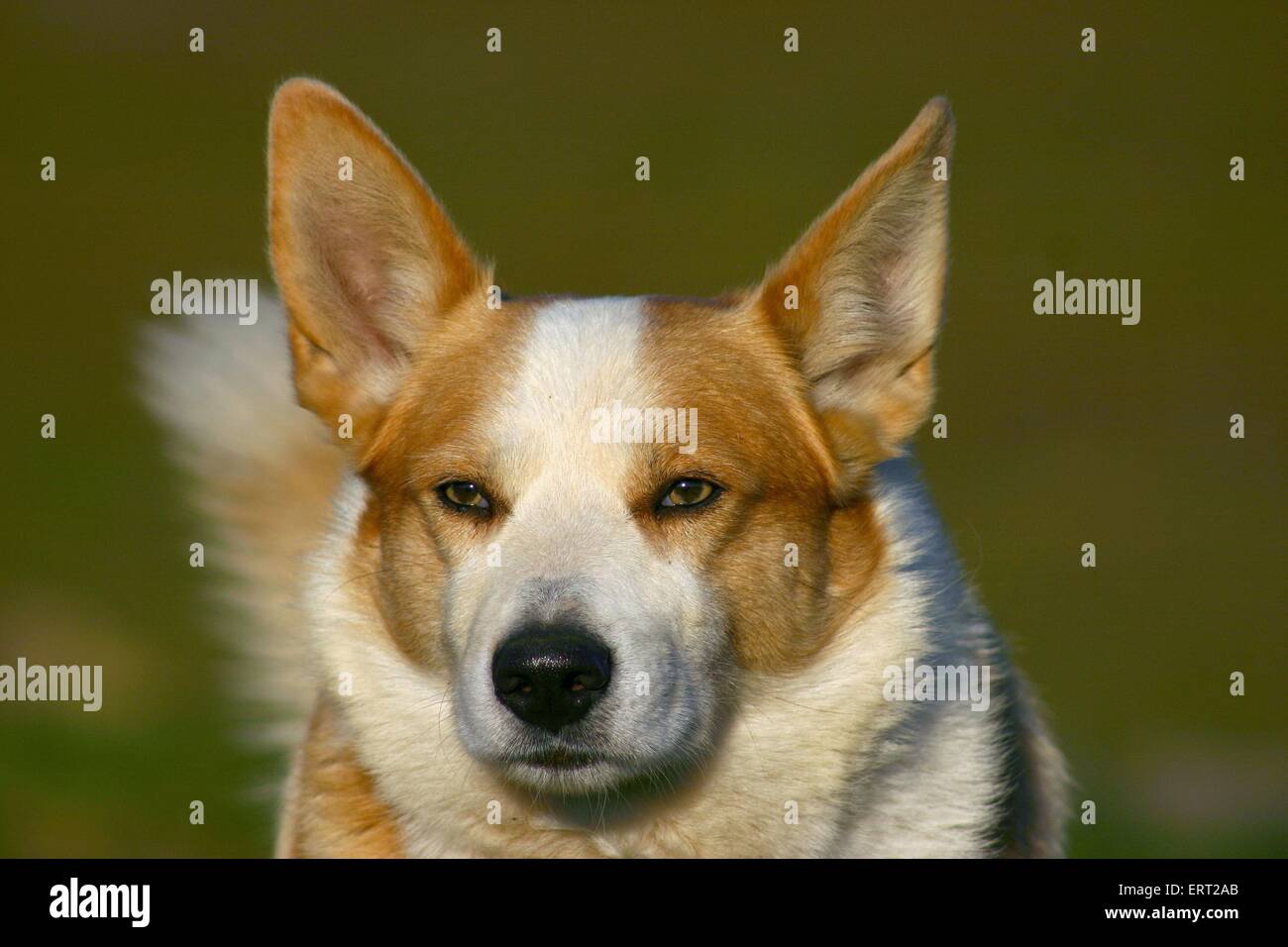 Isländische Schäferhunde Stockfotos & Isländische Schäferhunde Bilder ...
