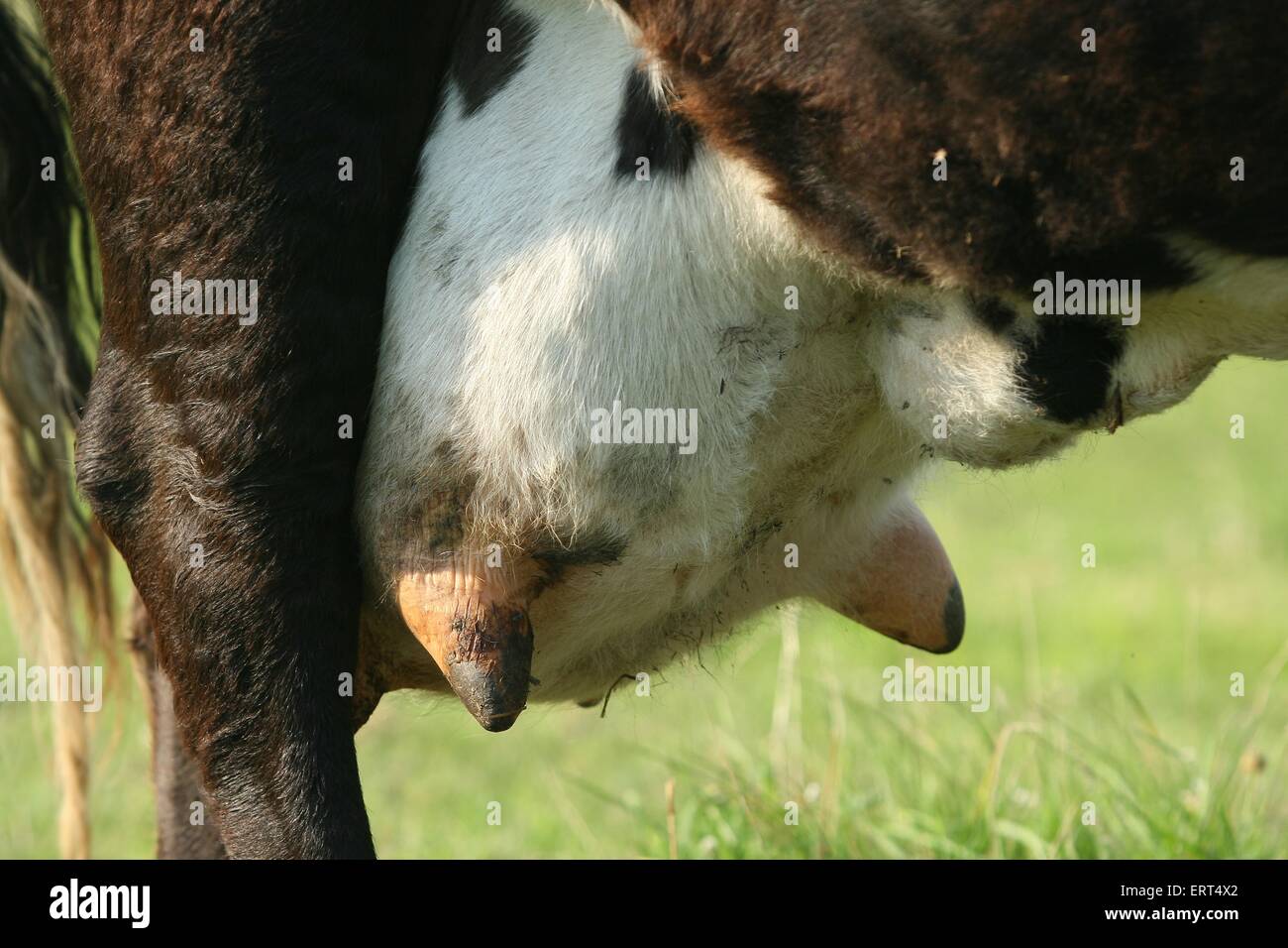 Cows udder cow udder udders -Fotos und -Bildmaterial in hoher Auflösung ...