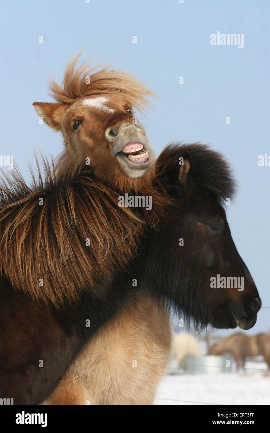 Islandpferde spielen -Fotos und -Bildmaterial in hoher Auflösung – Alamy