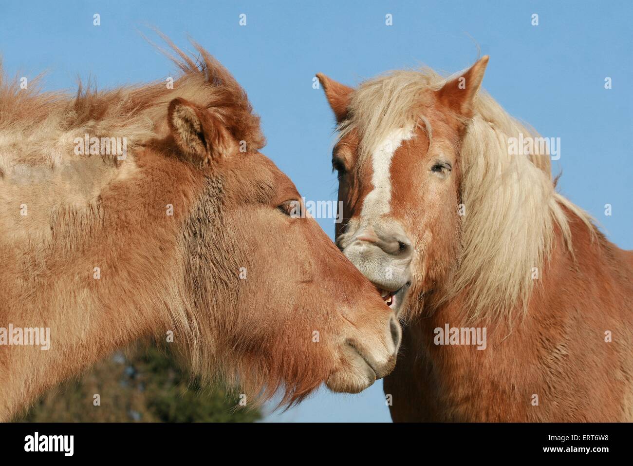 Islandpferde haflinger -Fotos und -Bildmaterial in hoher Auflösung – Alamy