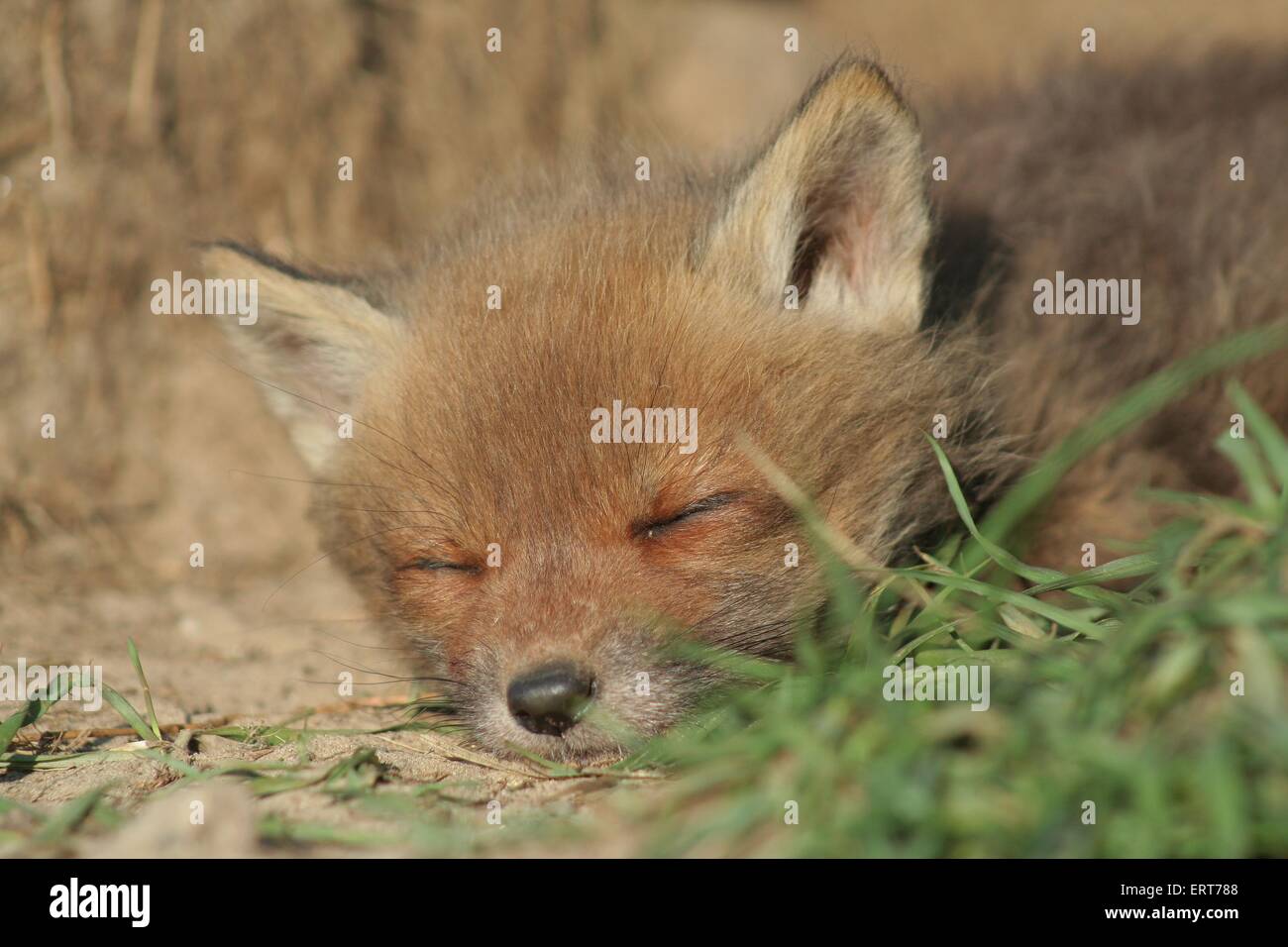 Fuchs schlafender schlafender fuchs -Fotos und -Bildmaterial in hoher ...