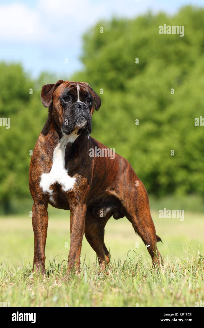 Deutsch boxer -Fotos und -Bildmaterial in hoher Auflösung – Alamy