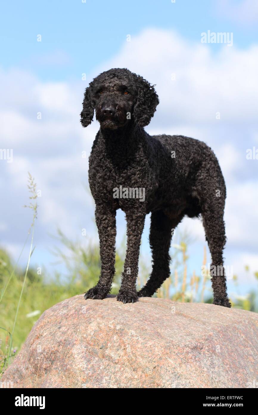 Perro de Agua Espanol Stockfotografie - Alamy