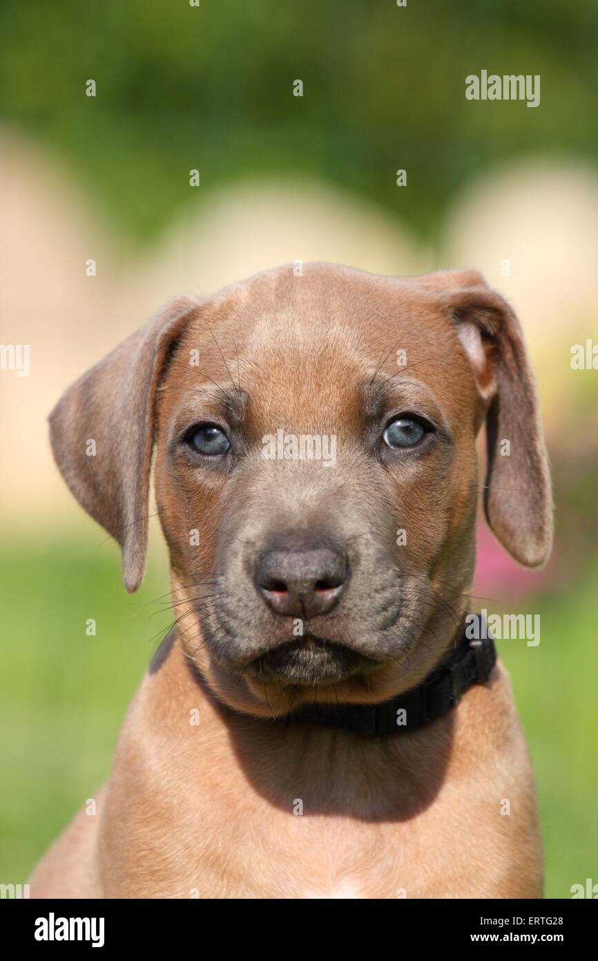 Rhodesian ridgeback puppies -Fotos und -Bildmaterial in hoher Auflösung ...