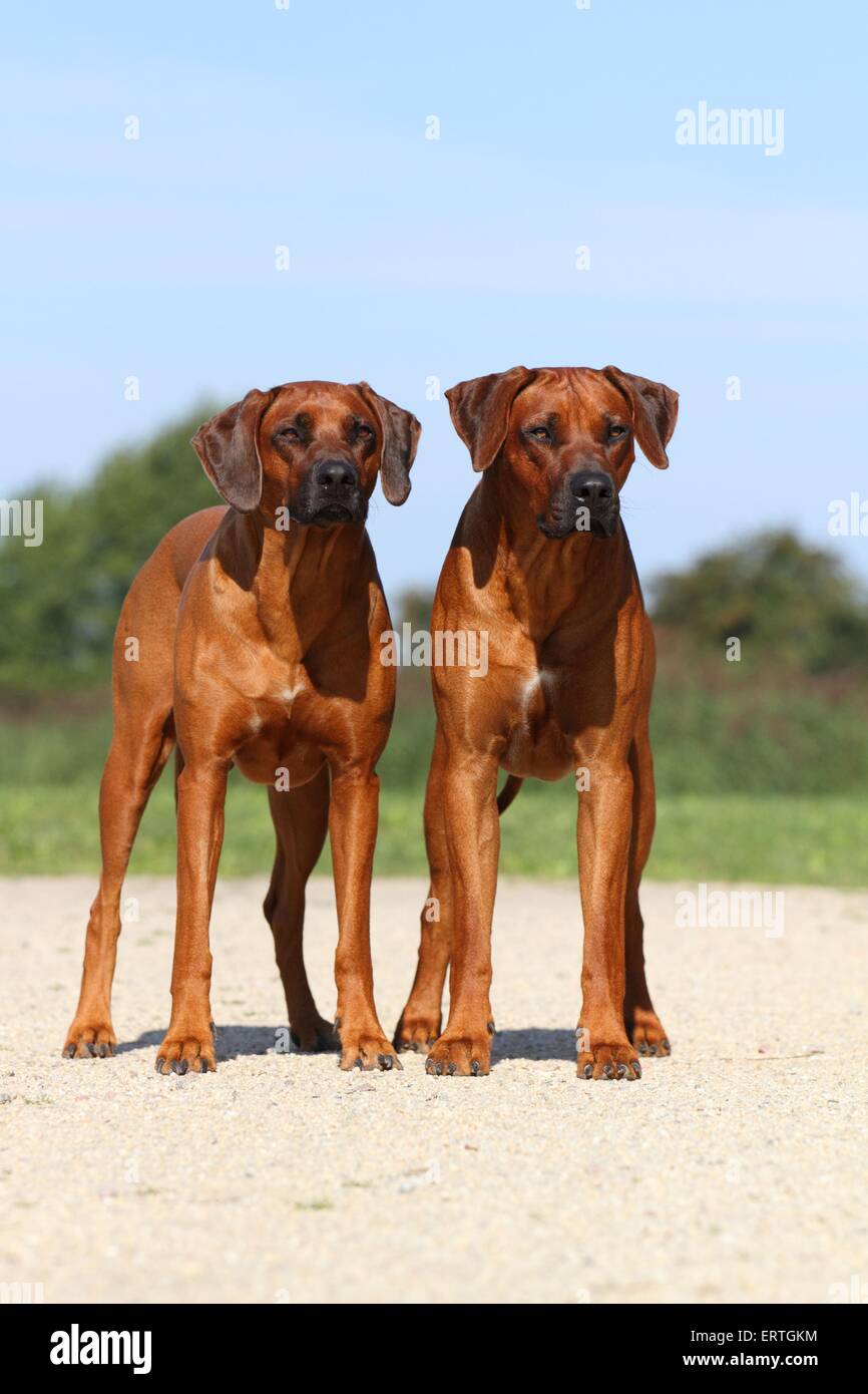 2 rhodesian Ridgebacks Stockfotografie - Alamy