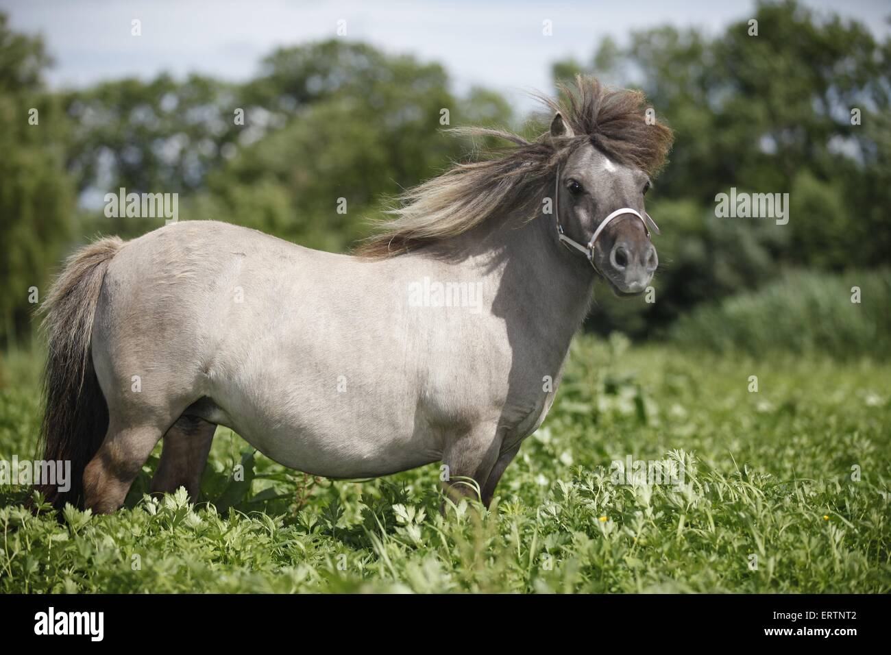 Halfter pony -Fotos und -Bildmaterial in hoher Auflösung – Alamy
