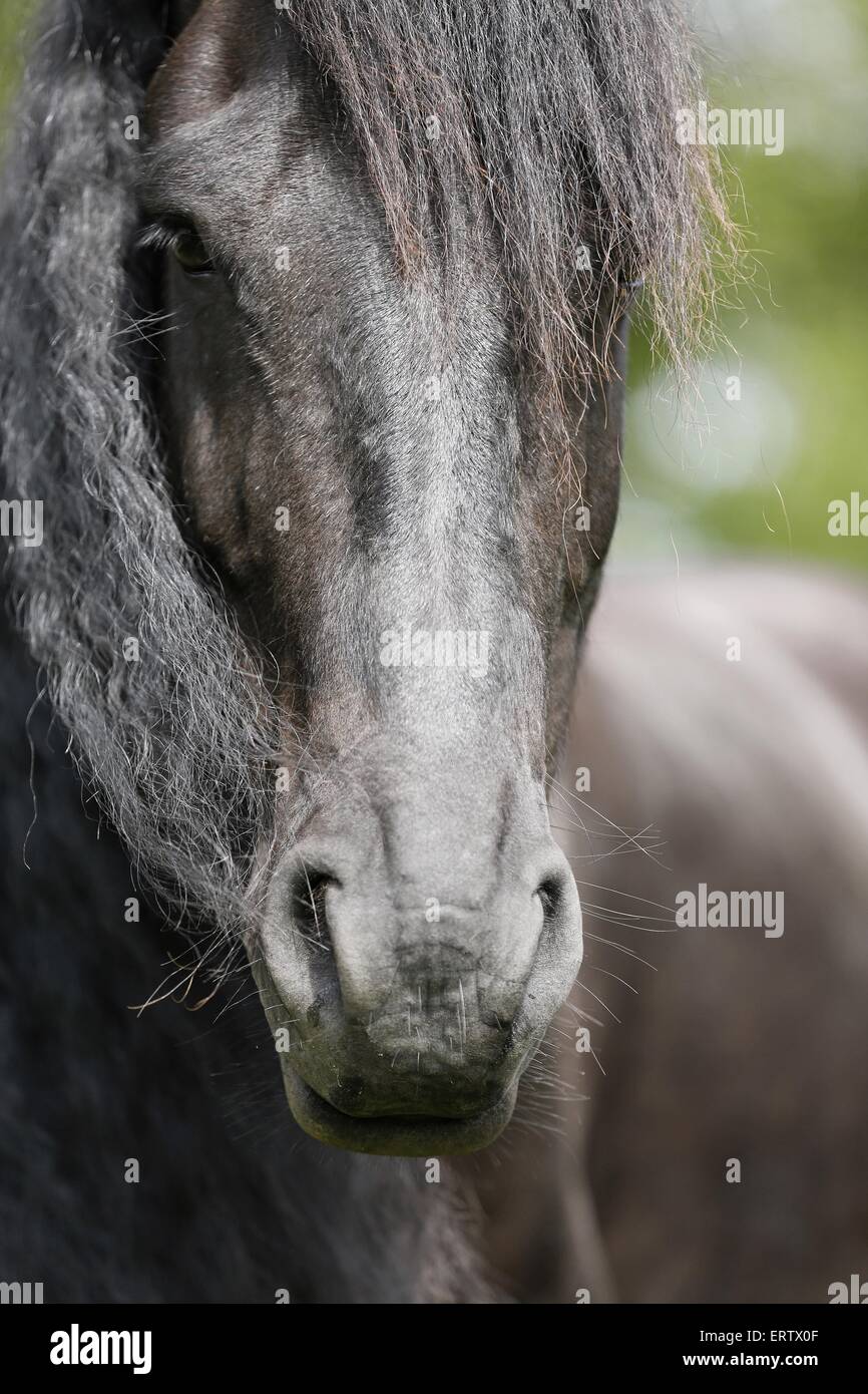Friesen pferd frontal -Fotos und -Bildmaterial in hoher Auflösung – Alamy