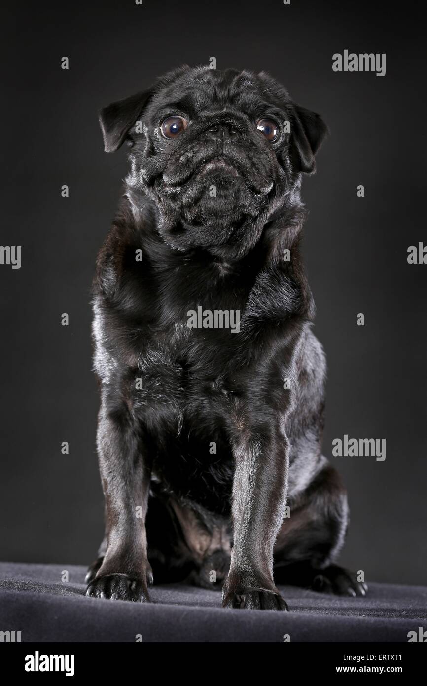 Mops drinnen -Fotos und -Bildmaterial in hoher Auflösung – Alamy