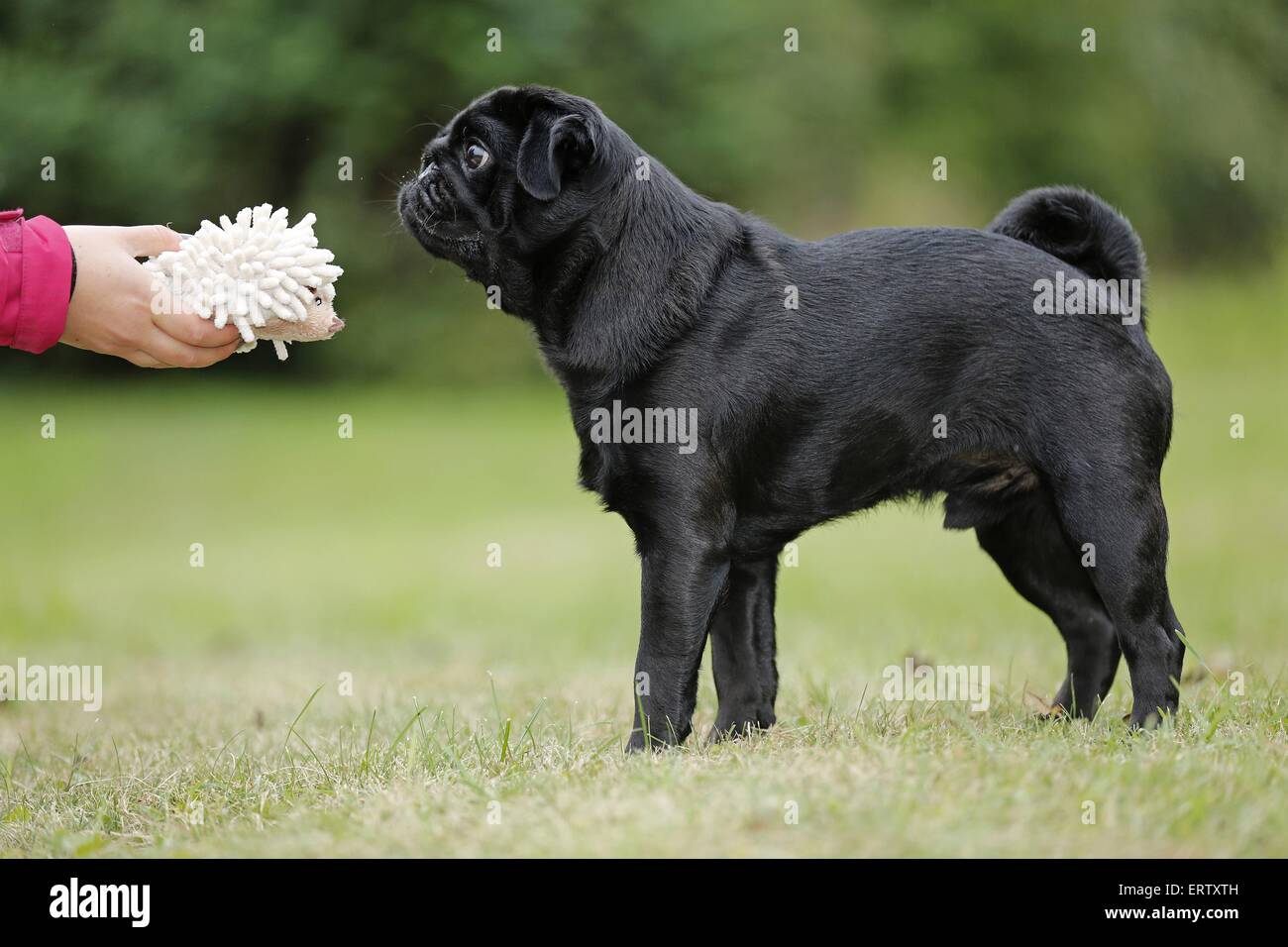 Profil mops -Fotos und -Bildmaterial in hoher Auflösung – Alamy