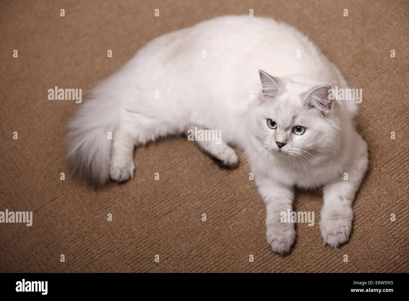 Katze liegend von oben -Fotos und -Bildmaterial in hoher Auflösung – Alamy