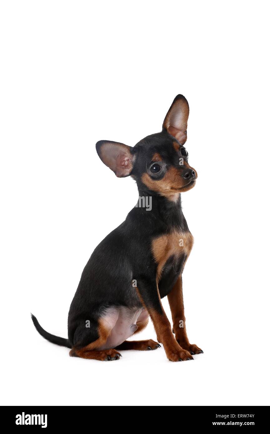 Prager rattler -Fotos und -Bildmaterial in hoher Auflösung – Alamy