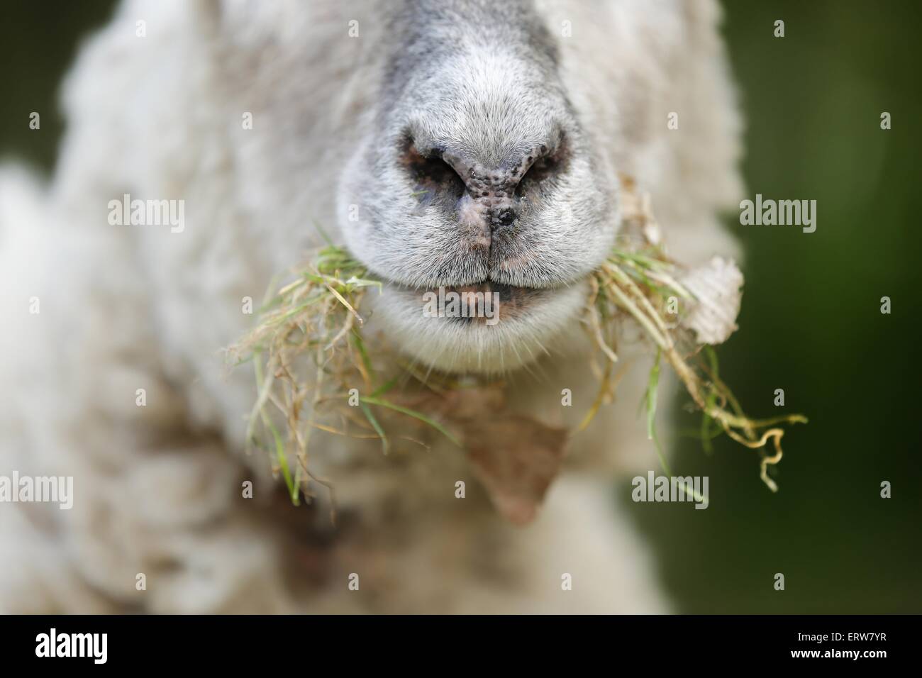 Schaf detail -Fotos und -Bildmaterial in hoher Auflösung – Alamy