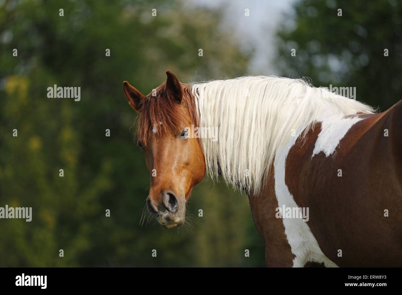 Pinto horses -Fotos und -Bildmaterial in hoher Auflösung – Alamy