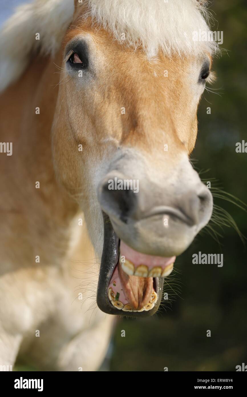 Lachende pferde -Fotos und -Bildmaterial in hoher Auflösung – Alamy
