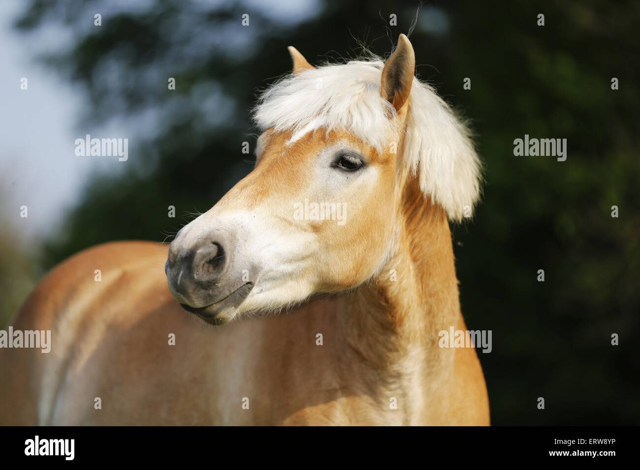 Haflinger klein -Fotos und -Bildmaterial in hoher Auflösung – Alamy