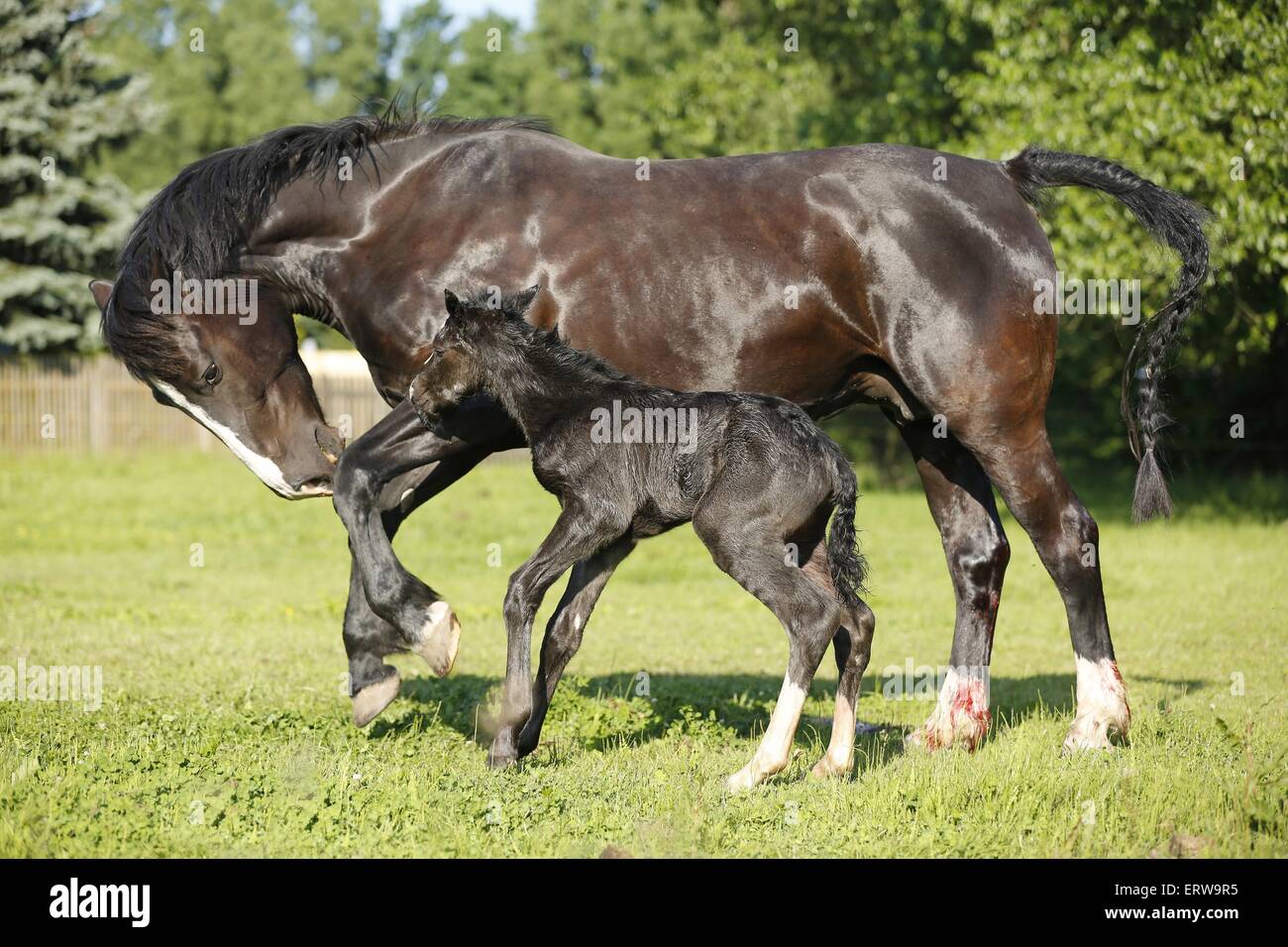 Zwei fohlen laufen -Fotos und -Bildmaterial in hoher Auflösung – Alamy