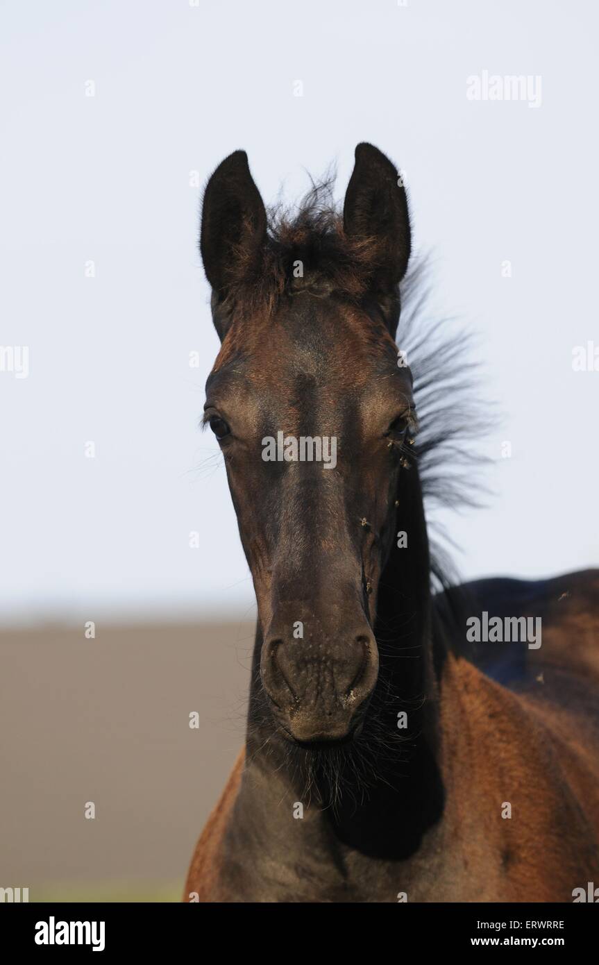 Friesen Fohlen Stockfotos und -bilder Kaufen - Alamy