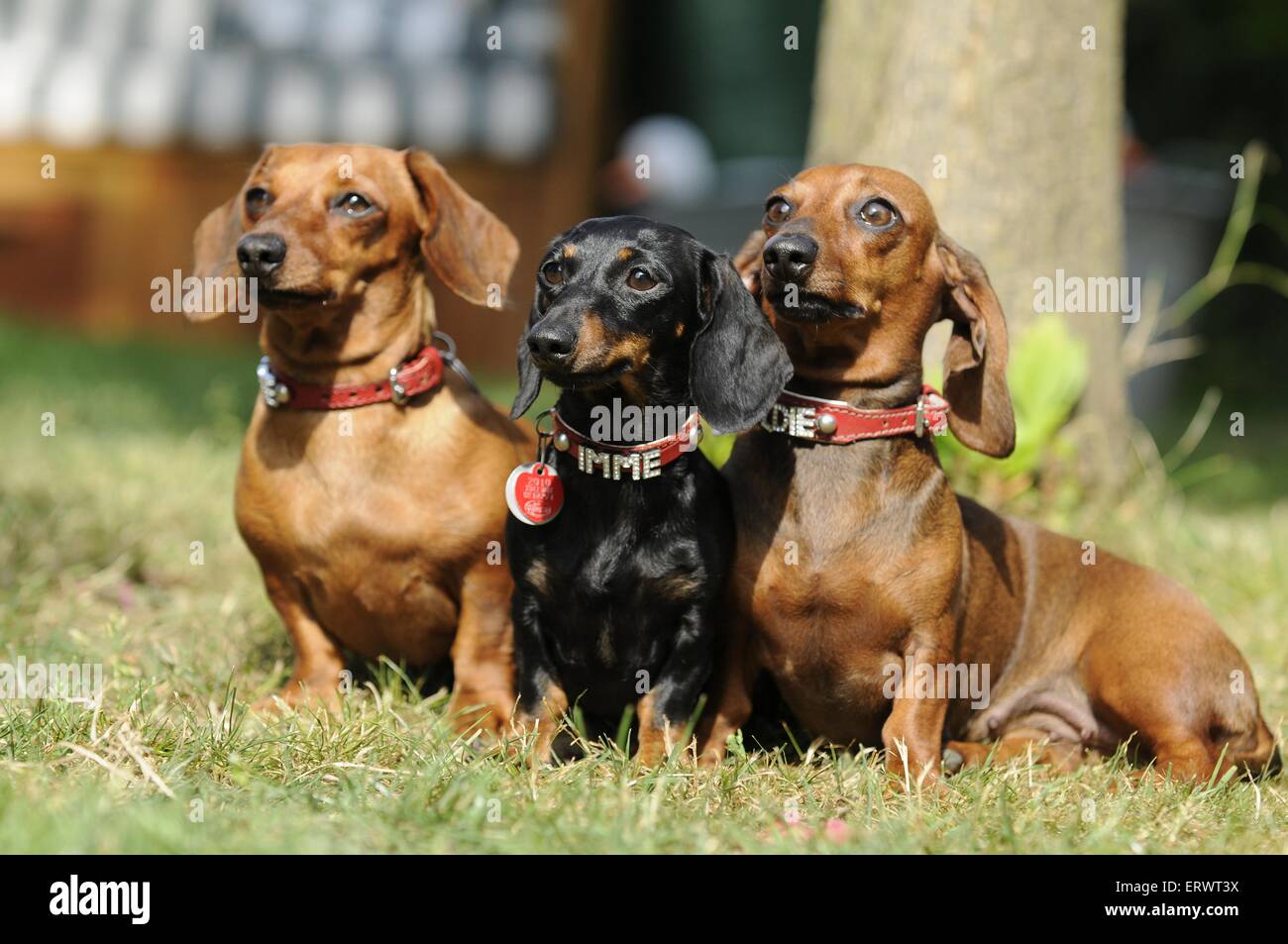 Teckel sitzend -Fotos und -Bildmaterial in hoher Auflösung – Alamy