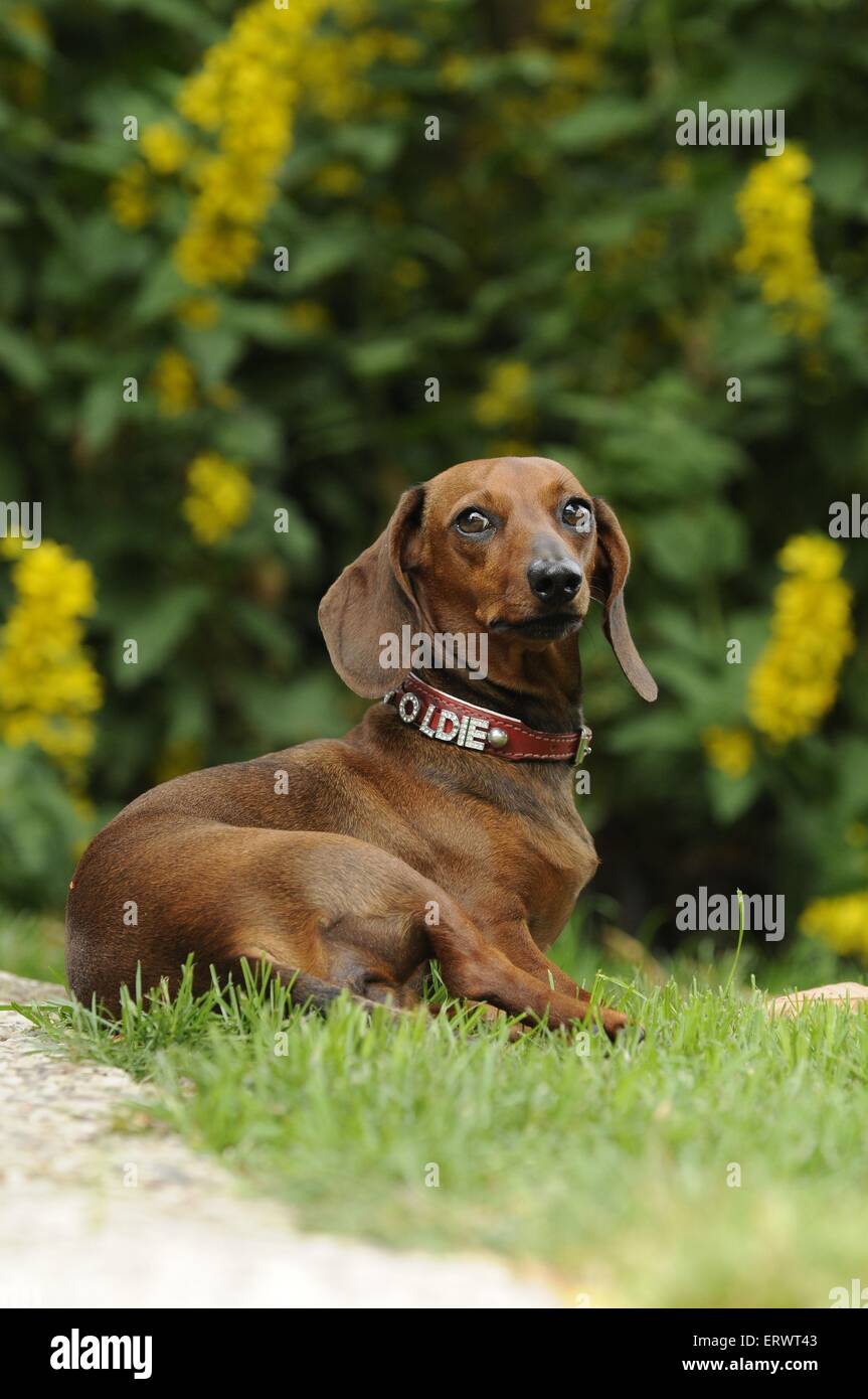 Teckel sitzend -Fotos und -Bildmaterial in hoher Auflösung – Alamy