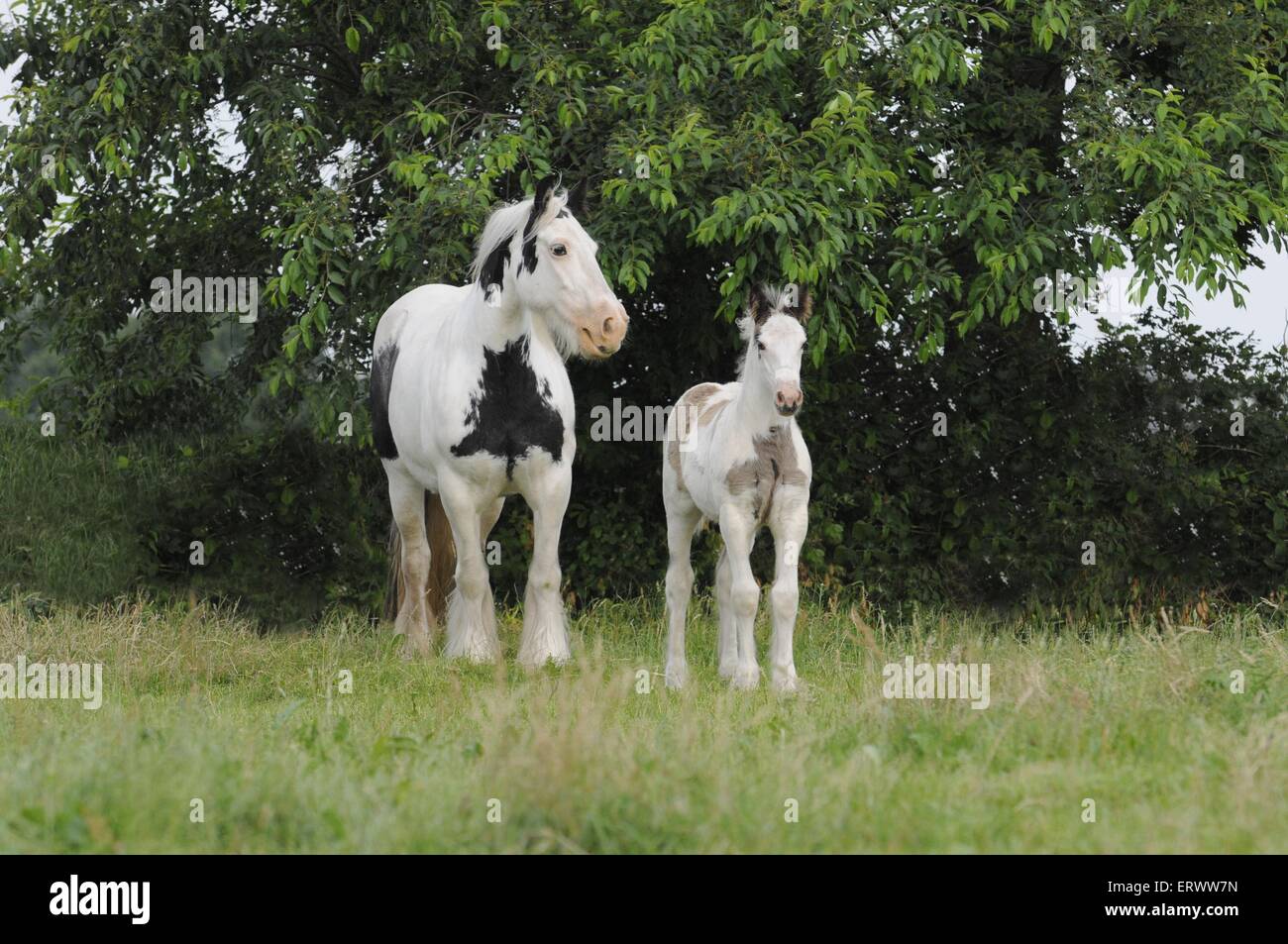 Gypsy horses -Fotos und -Bildmaterial in hoher Auflösung – Alamy
