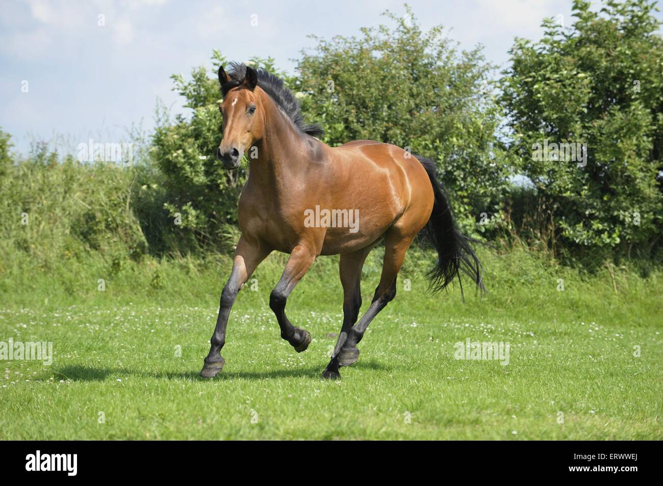 Holsteiner pferd -Fotos und -Bildmaterial in hoher Auflösung – Alamy