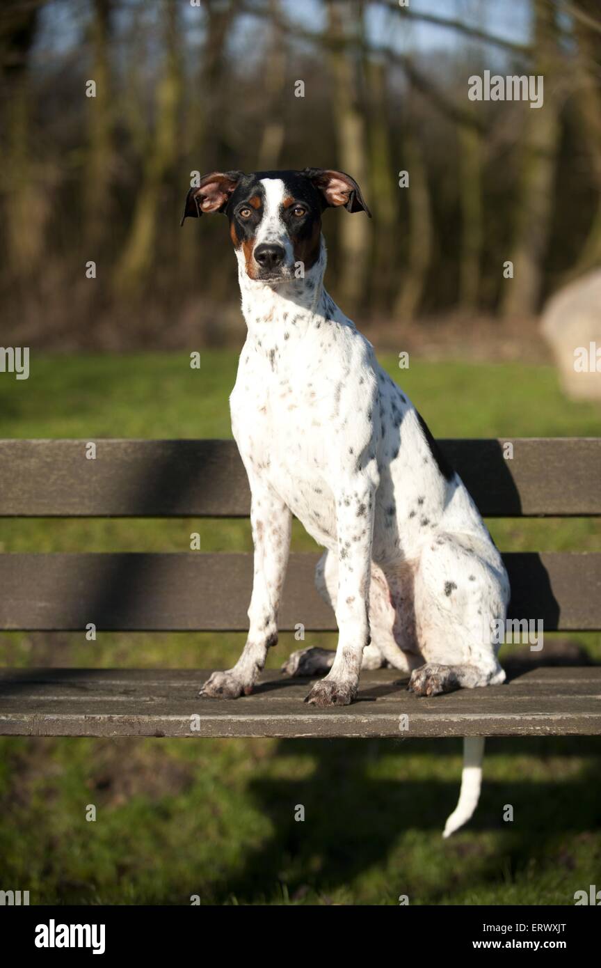 Old spanish pointer -Fotos und -Bildmaterial in hoher Auflösung – Alamy