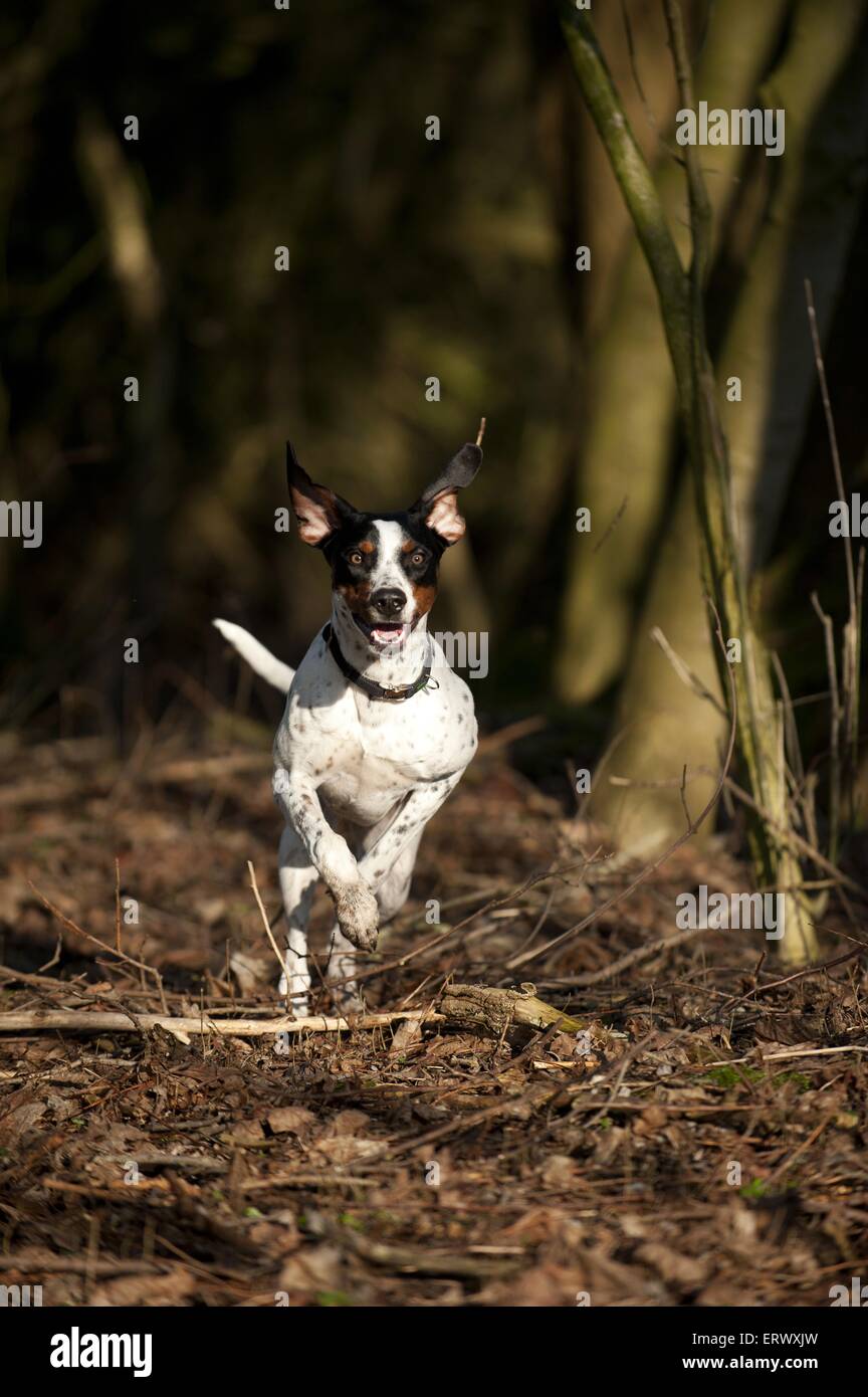 Old spanish pointer -Fotos und -Bildmaterial in hoher Auflösung – Alamy