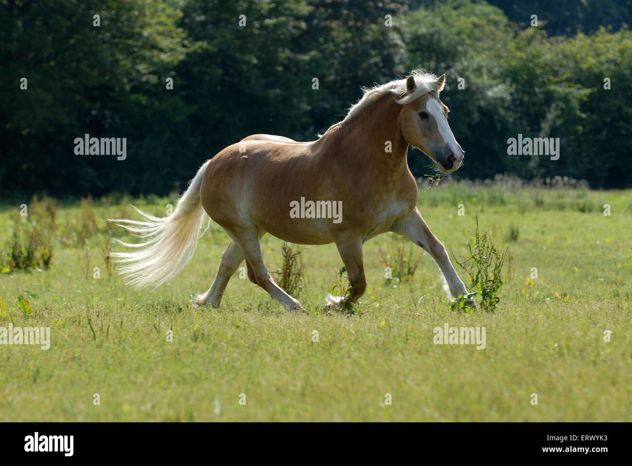 Haflinger pony -Fotos und -Bildmaterial in hoher Auflösung – Alamy