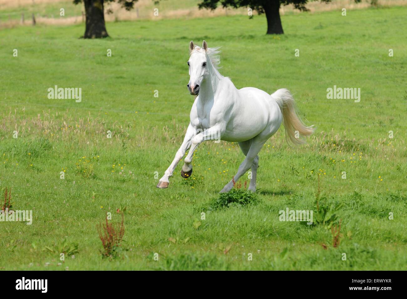 Galoppierender seitensattel -Fotos und -Bildmaterial in hoher Auflösung – Alamy