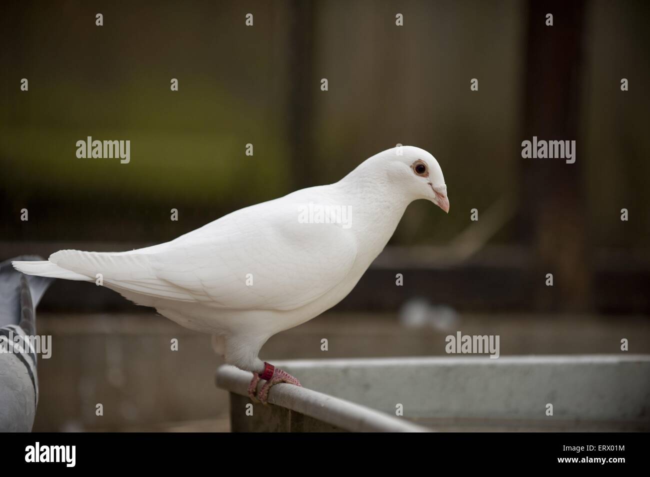 Weiße brieftaube -Fotos und -Bildmaterial in hoher Auflösung – Alamy