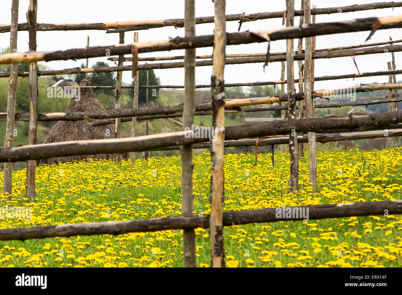 Heuhaufen auf einem feld -Fotos und -Bildmaterial in hoher Auflösung – Alamy