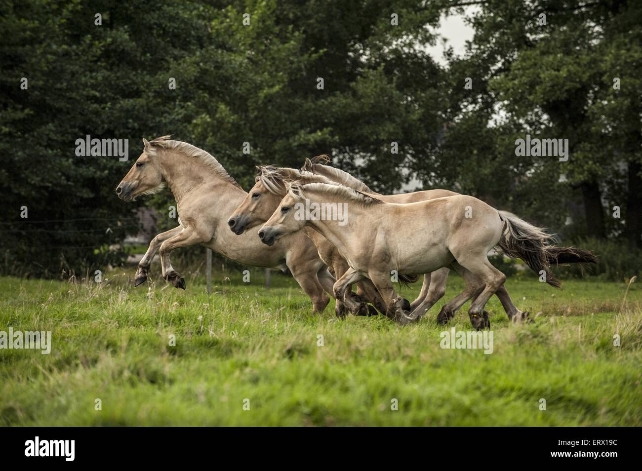 Vier pferde galoppieren -Fotos und -Bildmaterial in hoher Auflösung – Alamy