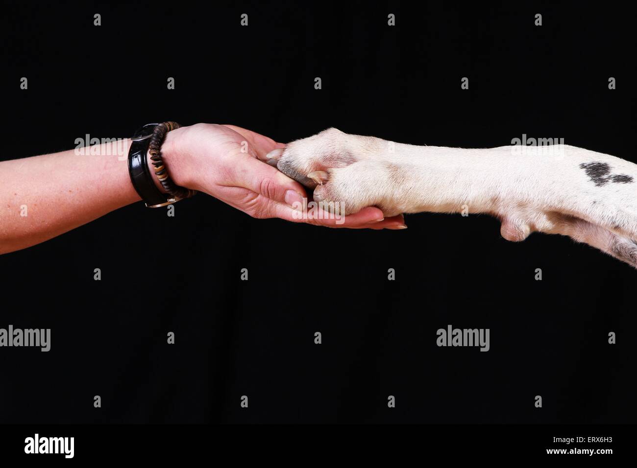 Gibt pfote -Fotos und -Bildmaterial in hoher Auflösung – Alamy