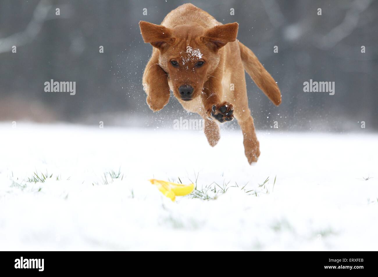 Labrador hund hunde springen springen -Fotos und -Bildmaterial in hoher ...