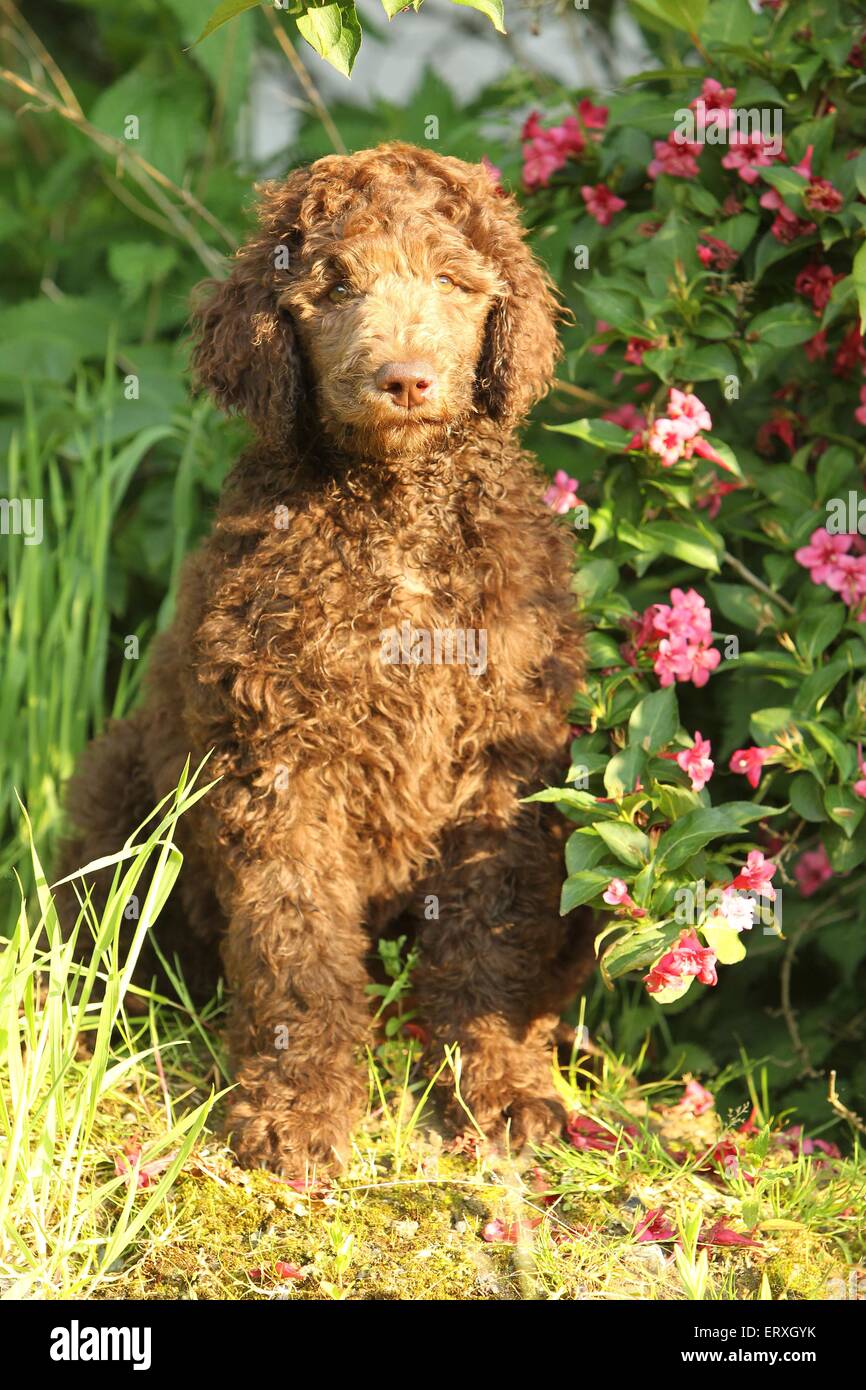 Sitzender Königspudel Sitting Poodle Stockfotos & Sitzender Königspudel ...