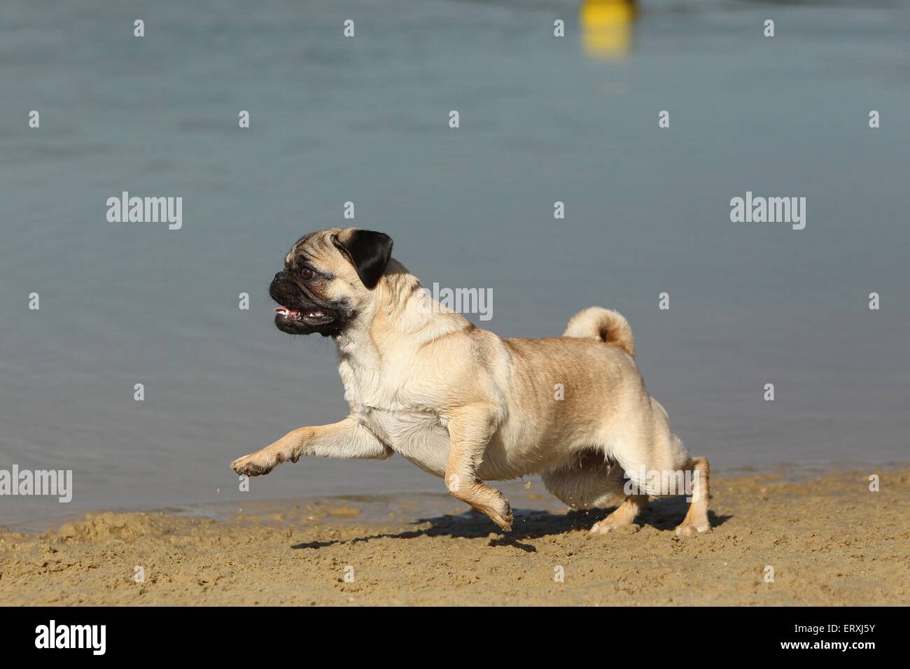 Profil mops -Fotos und -Bildmaterial in hoher Auflösung – Alamy